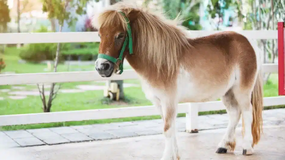 ما هو الفرق بين الجحش والحمار والبغل والنغل والسيسي بالصور